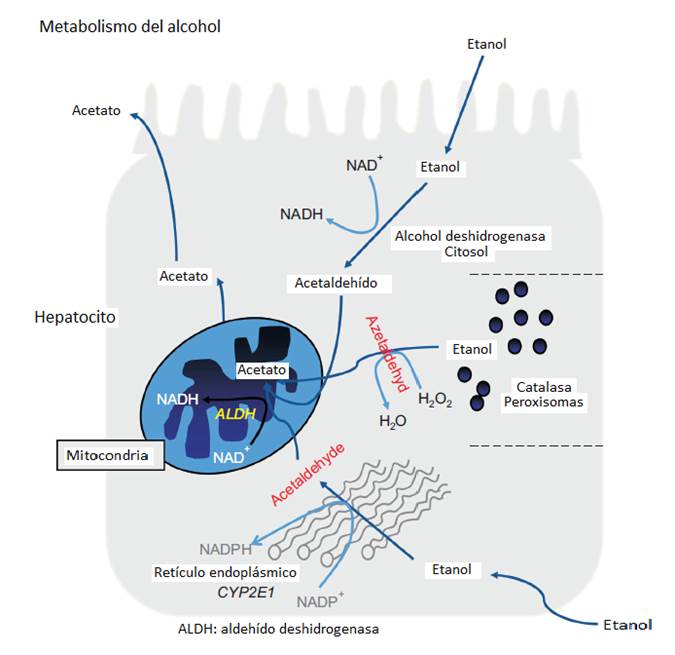 Efectos del alcohol en la aparición de cirrosis hepática | Solís ...